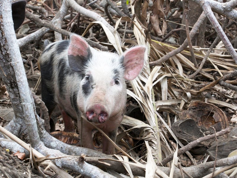 Protecting animals and livelihoods from disasters for years to come in ...