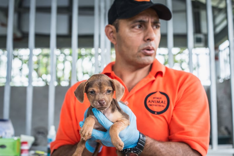 Thousands of animals suffering after intense Costa Rica floods