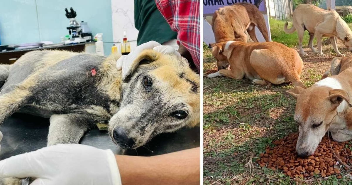 November 2025 Rescue Story: Mr. Brown’s Second Chance