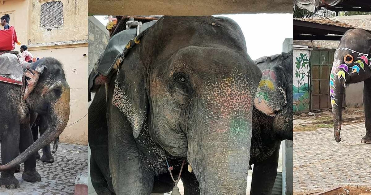 2025 Year-End Reflection: Protecting Animals in India