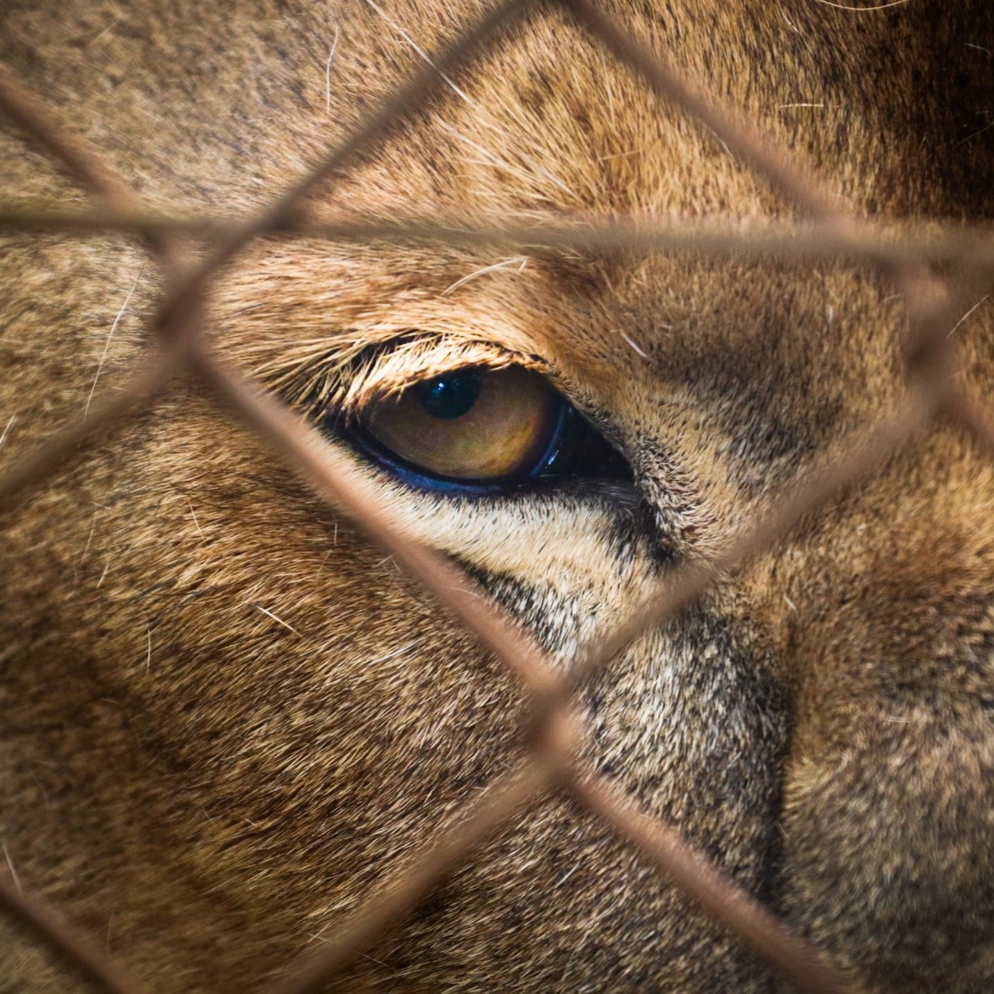 Animal feelings and the hard facts that we don't admit