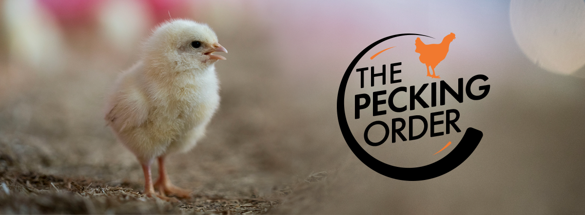 The Pecking Order | World Animal Protection India